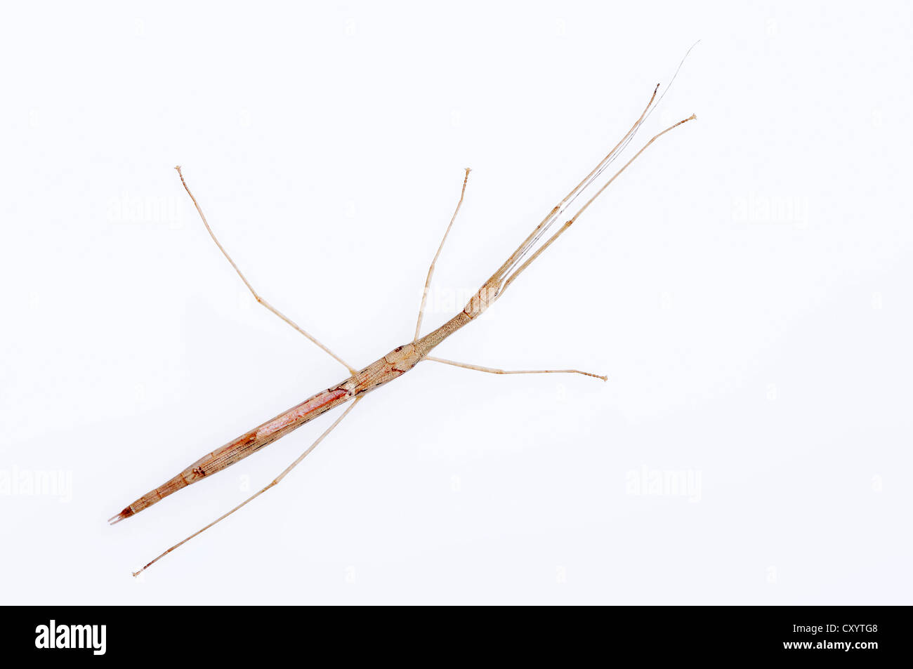 Southeast asia photos Cut Out Stock Images & Pictures - Alamy