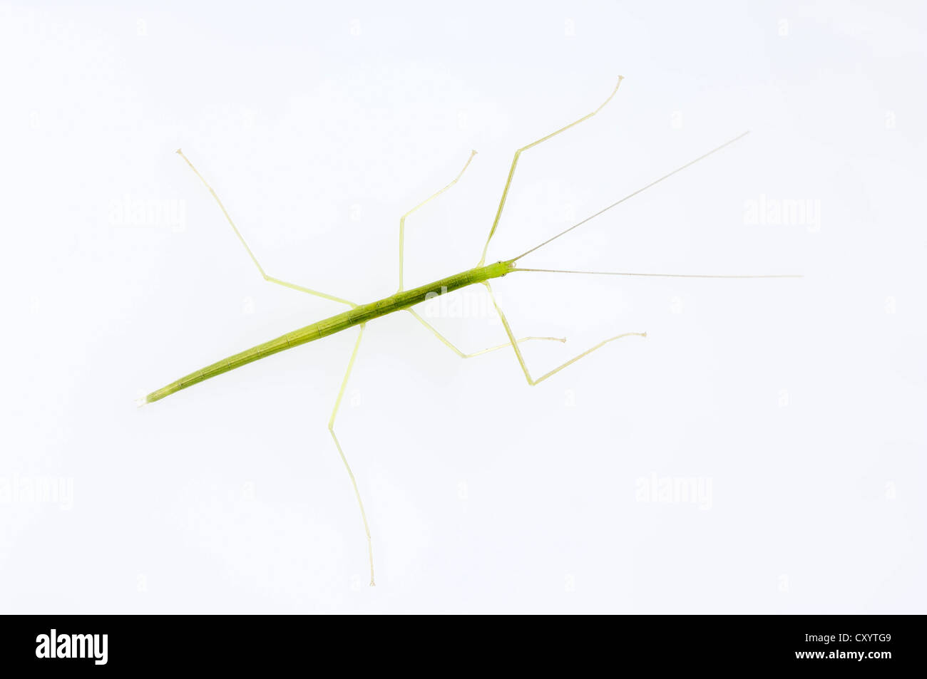 Sipyloidea sipylus hi-res stock photography and images - Alamy