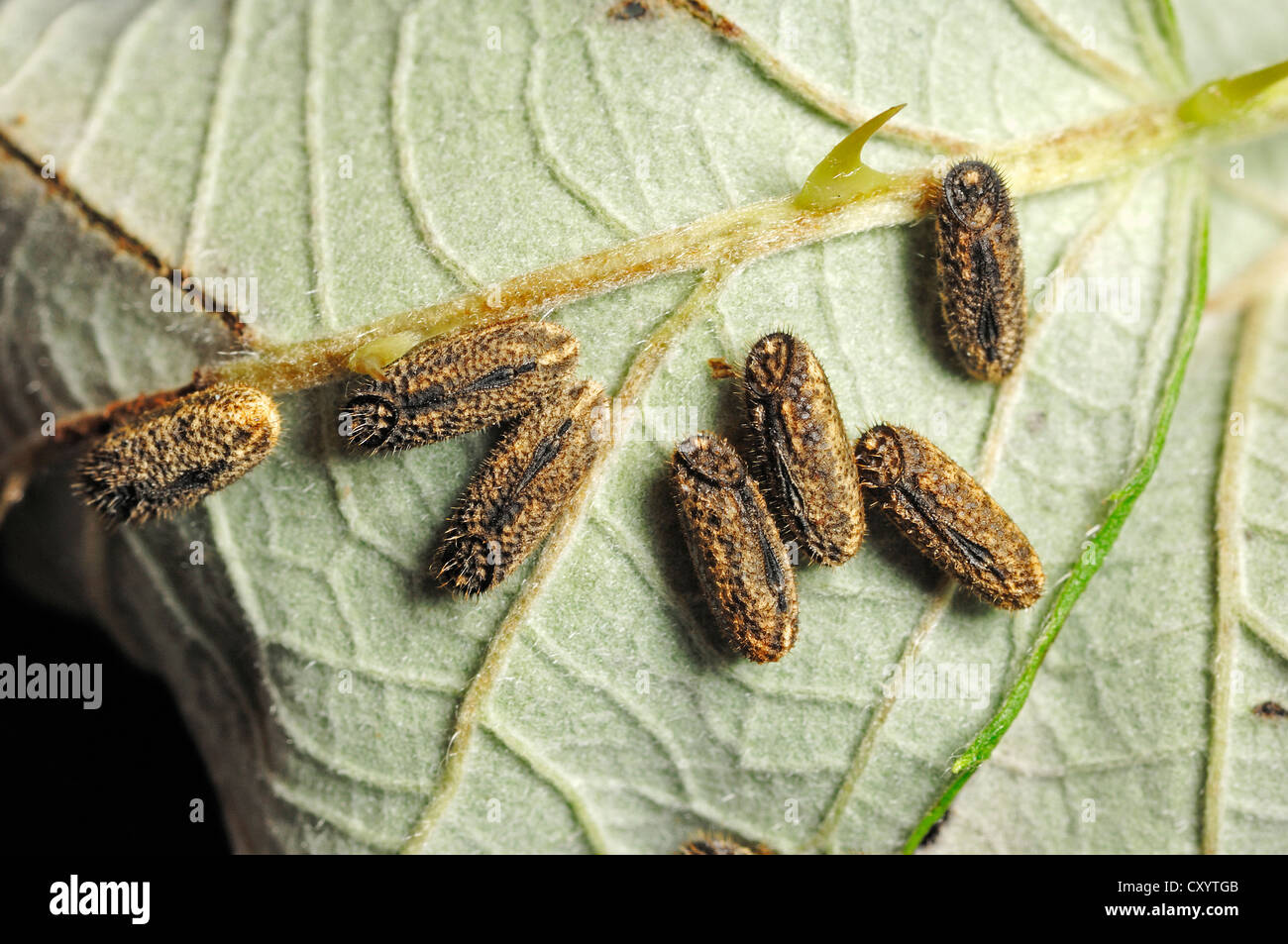 Pink wing stick insect (Sipyloidea Sipylus), eggs, found in Southeast ...