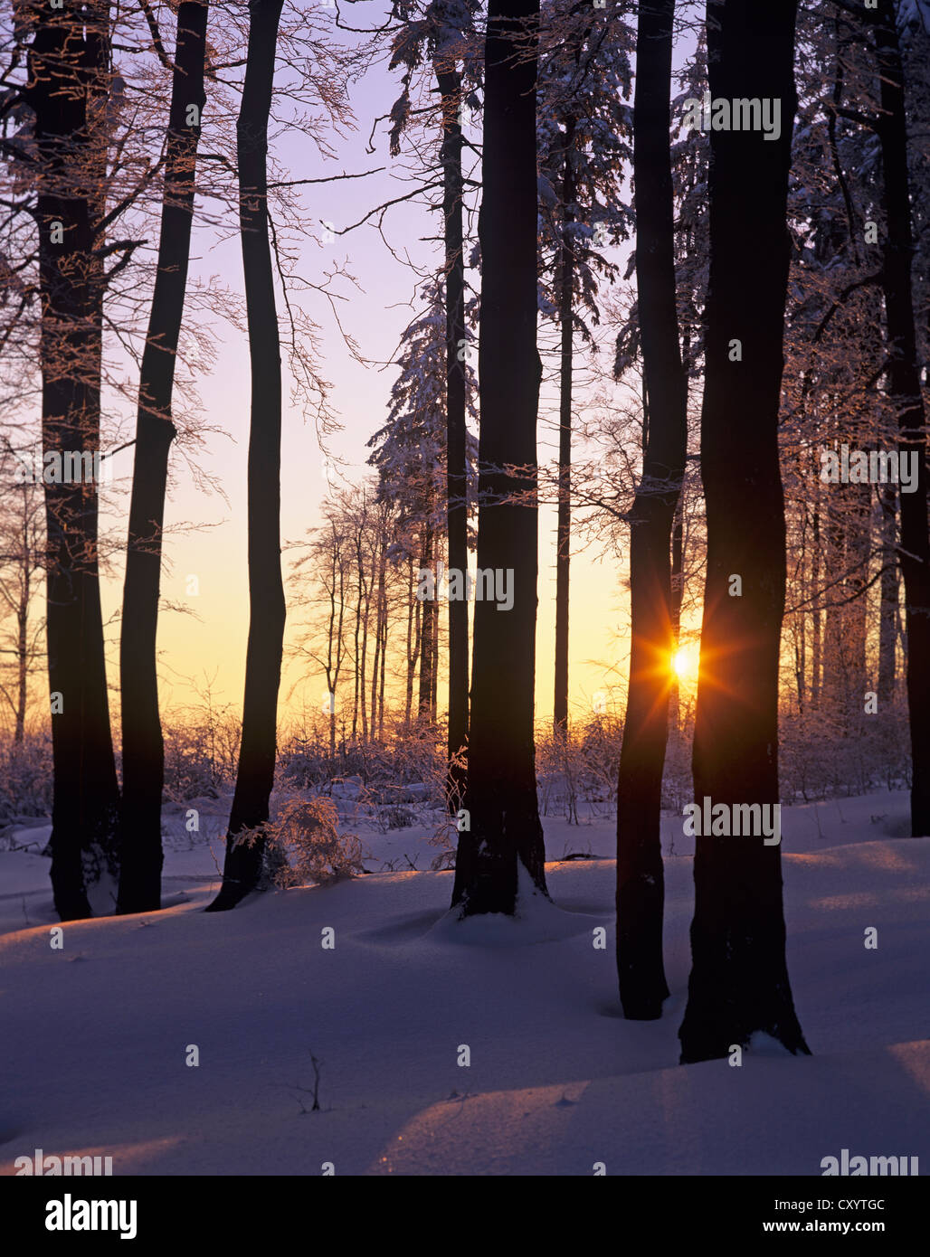 Beech tree in forest at sunset hi-res stock photography and images - Alamy
