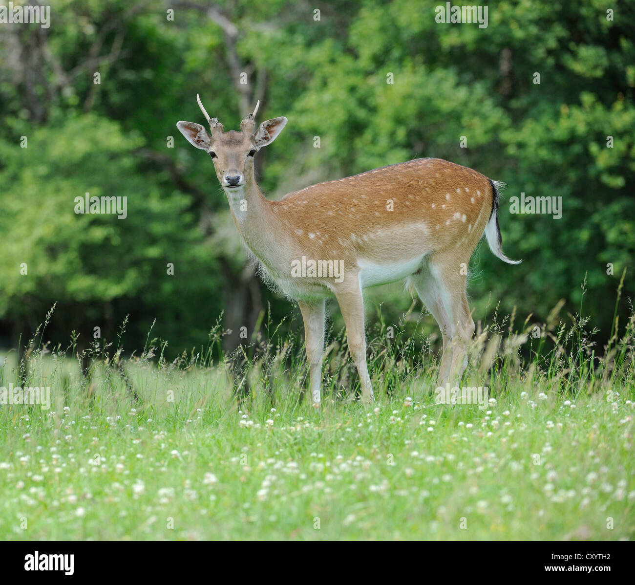 Young fallow deer looking directly hi-res stock photography and images ...