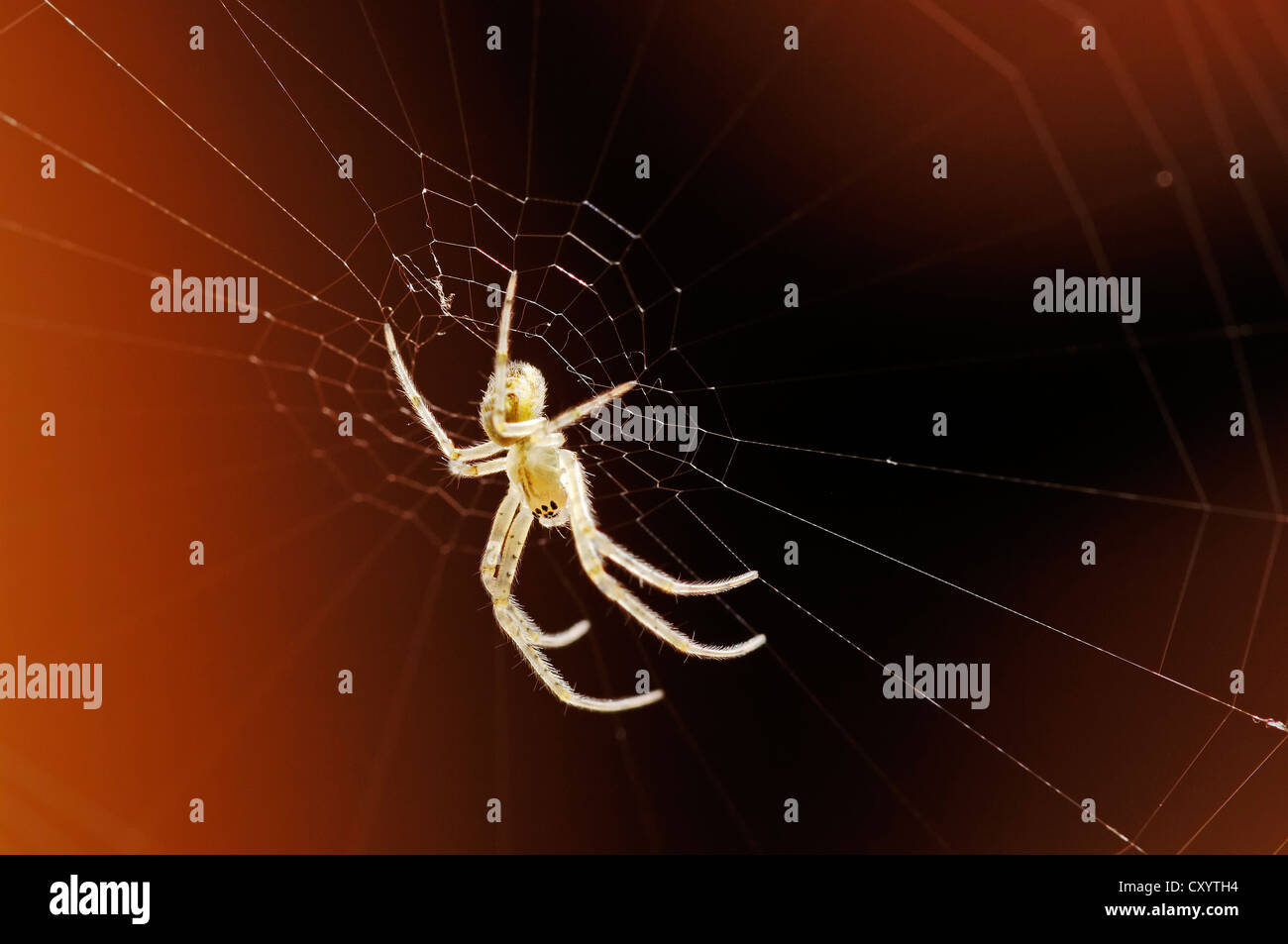 Common orb weaver (Metellina segmentata, Meta segmentata), sitting on ...