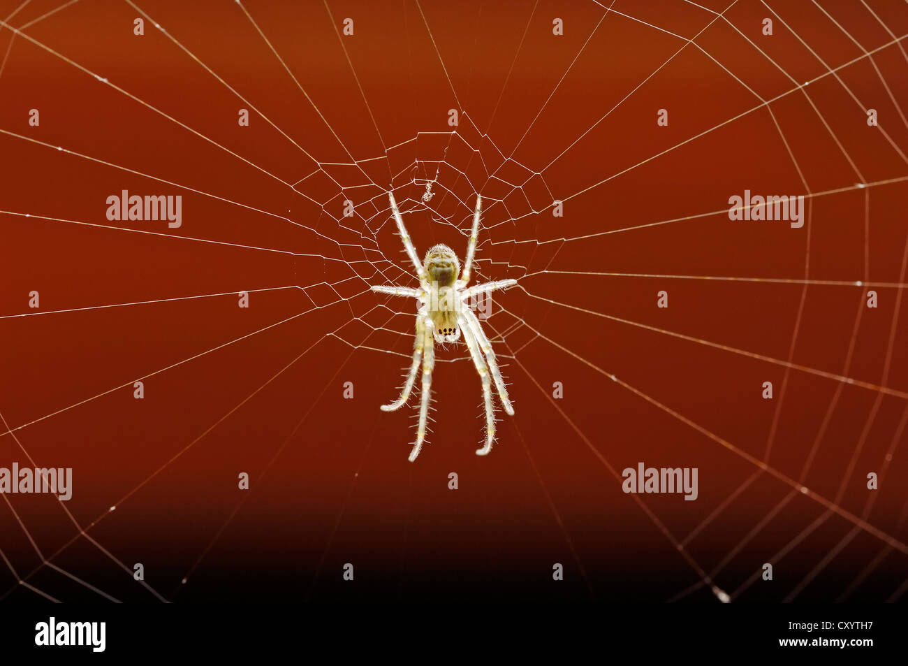 Common orb weaver (Metellina segmentata, Meta segmentata), sitting on ...