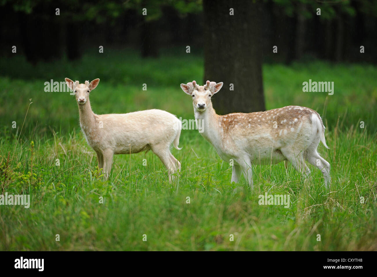 Fallow deer (Dama dama), pale variant, with growing antlers, wildlife ...