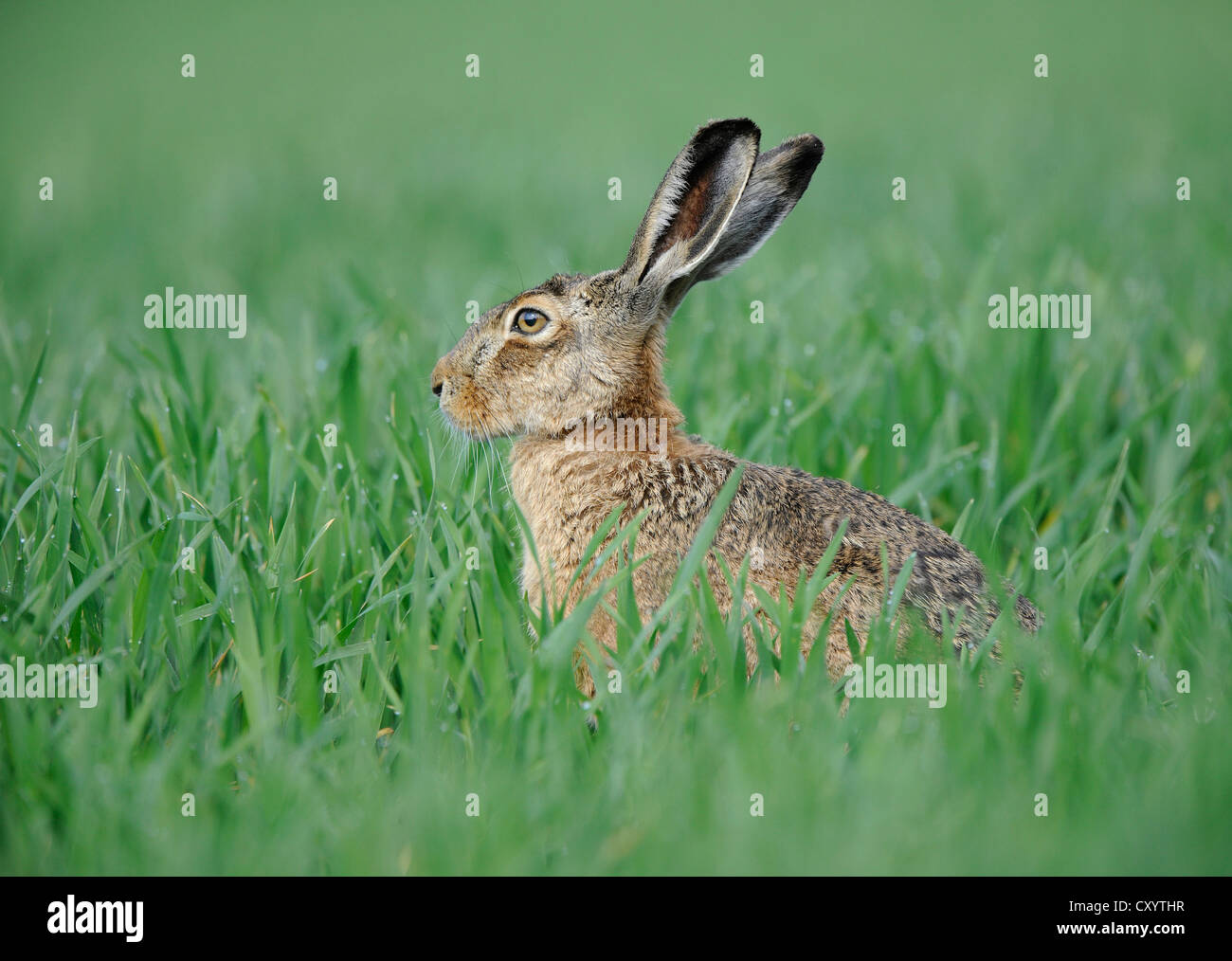Hare (Lepus europaeus), sitting in a corn field, Thuringia Stock Photo ...