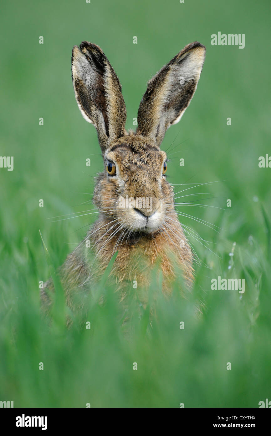 Hare (Lepus europaeus), sitting in a corn field, portrait, Thuringia ...