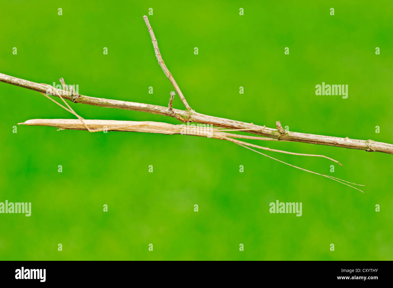 Pink winged walking stick hi-res stock photography and images - Alamy