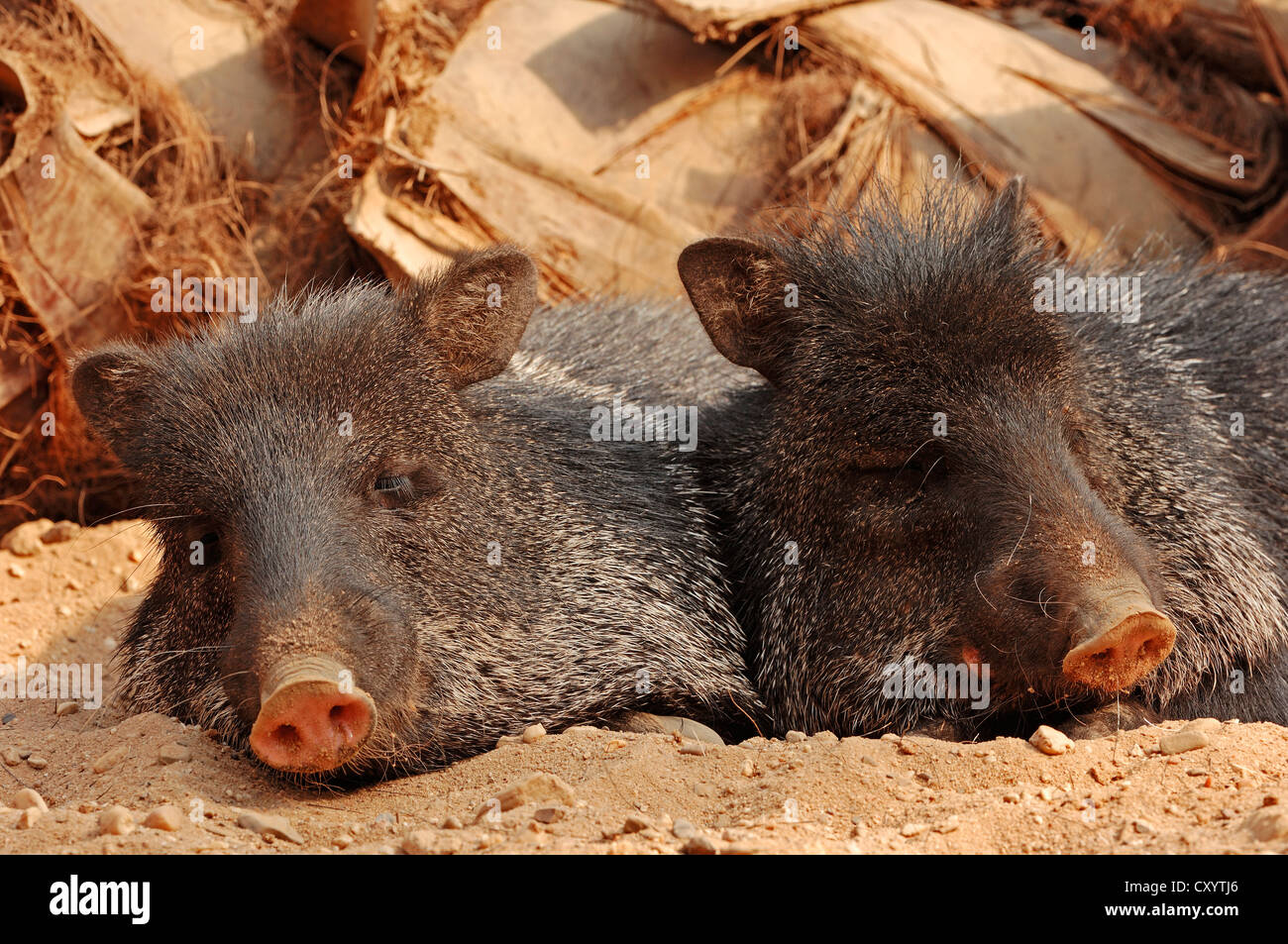 Collared peccaries (Pecari tajacu, Tayassu tajacu), found in North ...