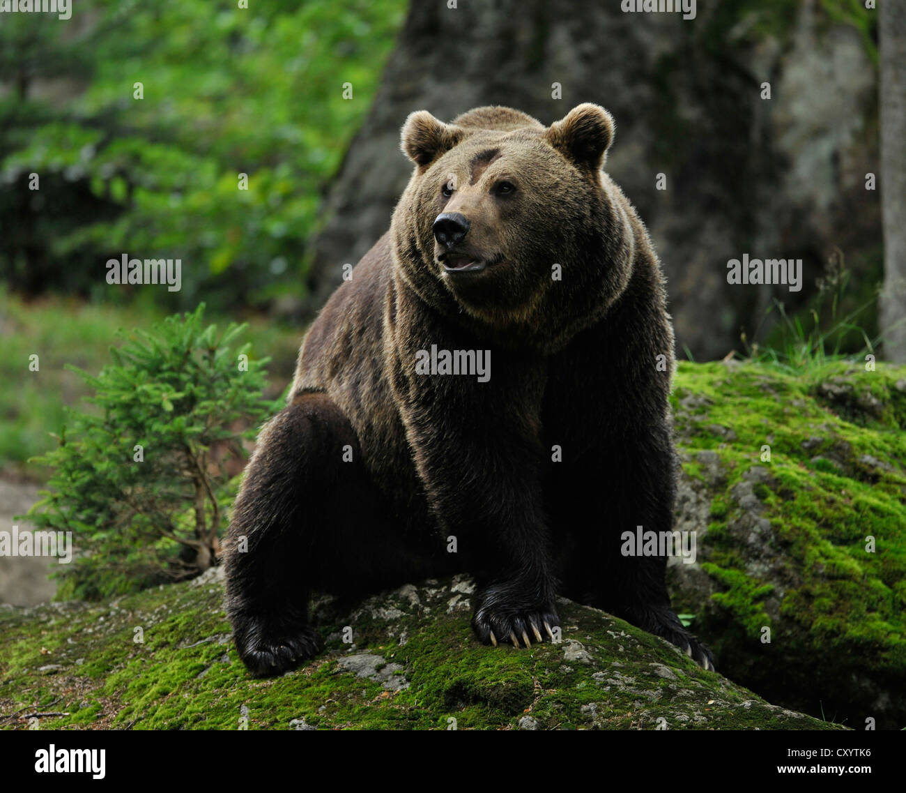 European Brown Bear (Ursus arctos), in an enclosed zone of the Bavarian ...