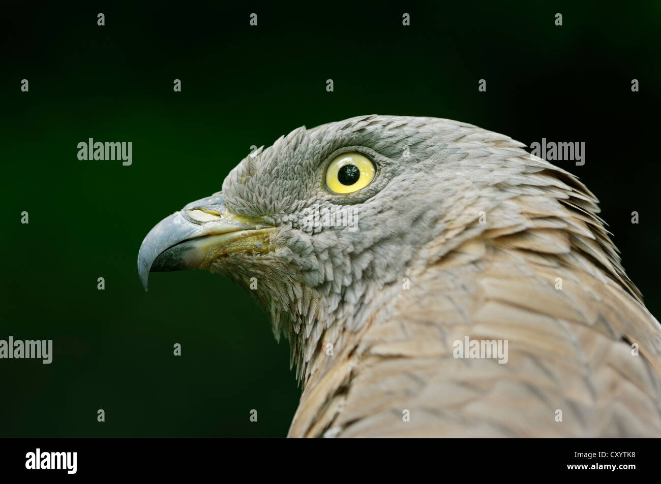 European honey buzzard (Pernis apivorus), portrait, captive, North ...