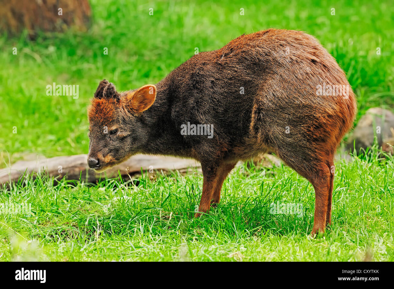 Southern or chilean or common pudu pudu puda hi-res stock photography ...