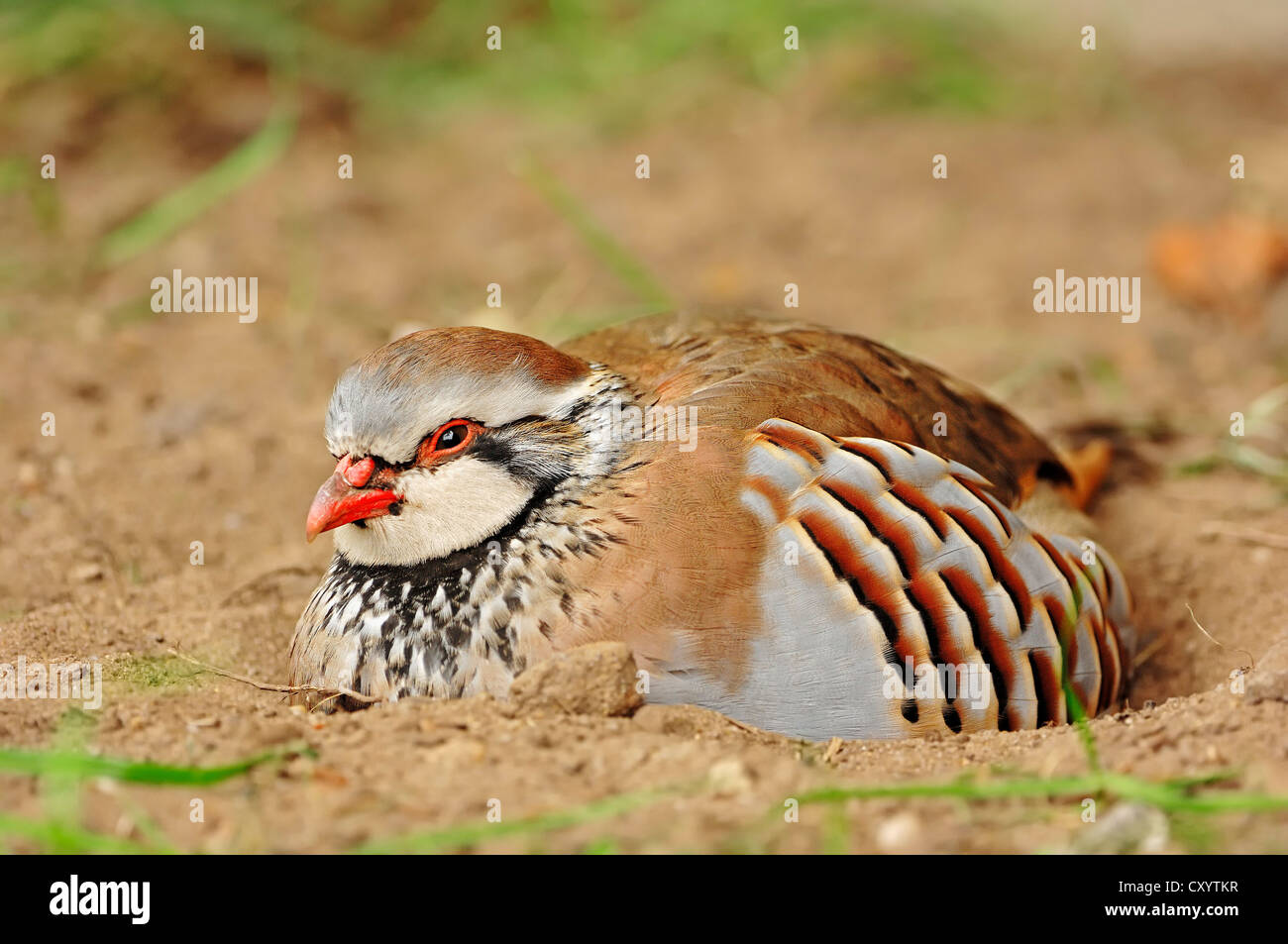Nesting partridge hi-res stock photography and images - Alamy
