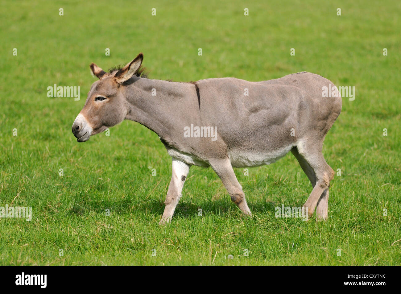 Donkey (Equus asinus asinus), in an enclosure, Saxony, PublicGround ...