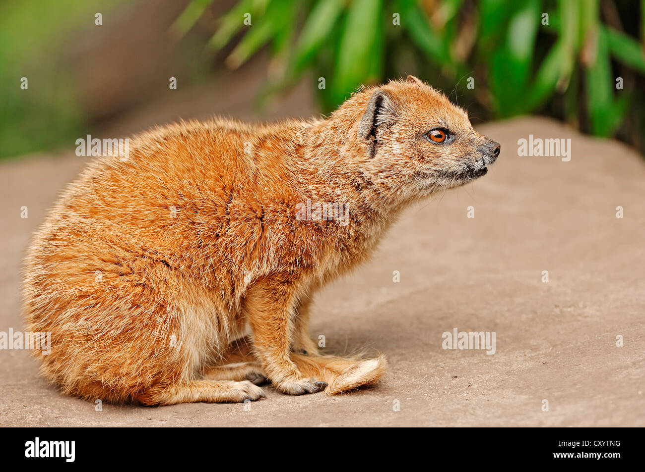 Mongoose Body High Resolution Stock Photography and Images - Alamy