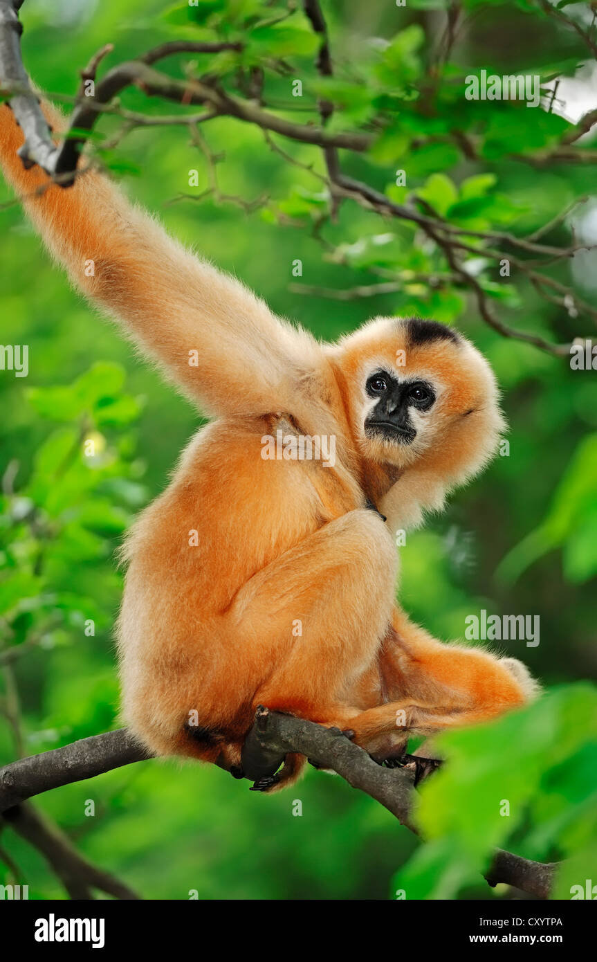 Concolor gibbon or white cheeked gibbon hylobates concolor hi-res stock ...