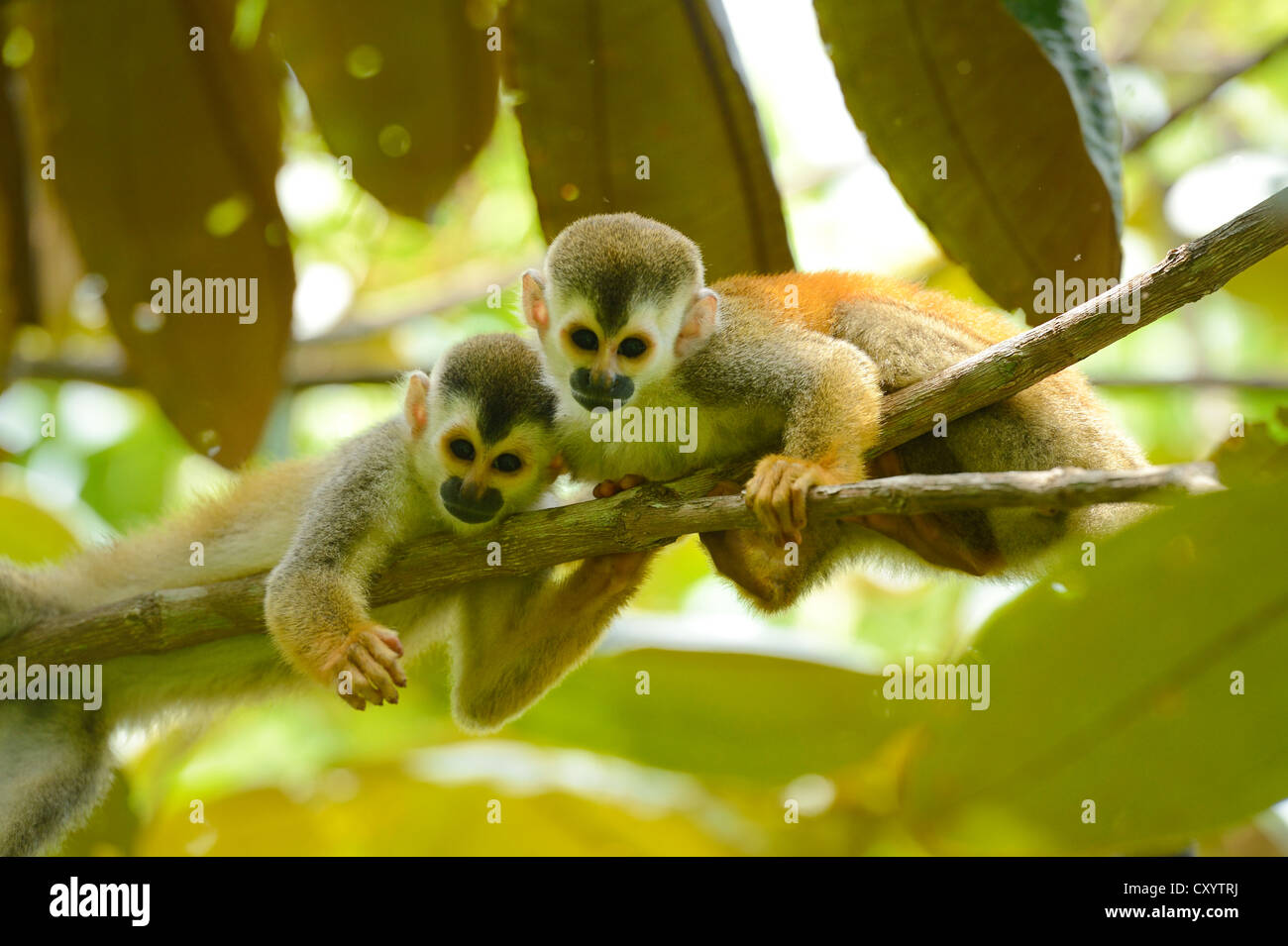 Cebid monkey hi-res stock photography and images - Alamy