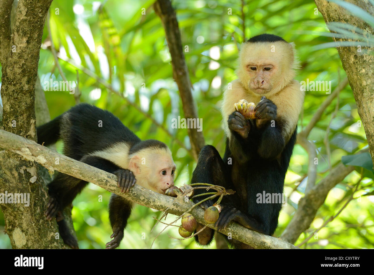 White headed capuchins hi-res stock photography and images - Alamy
