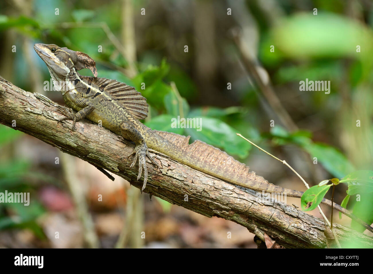 Common Basilisk (Basiliscus basiliscus), male, perched on branch ...