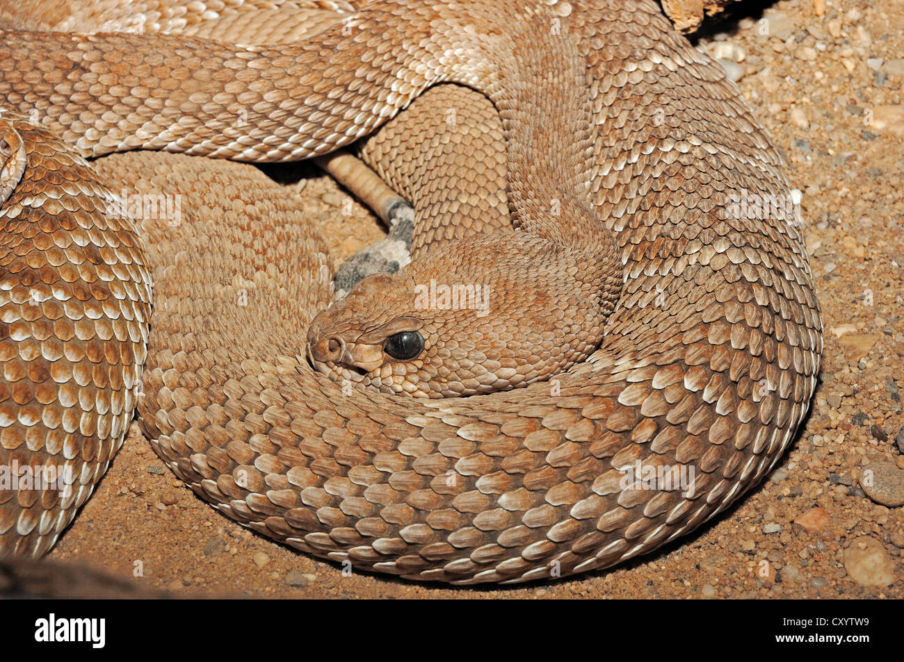 Red diamond rattlesnake hi-res stock photography and images - Alamy