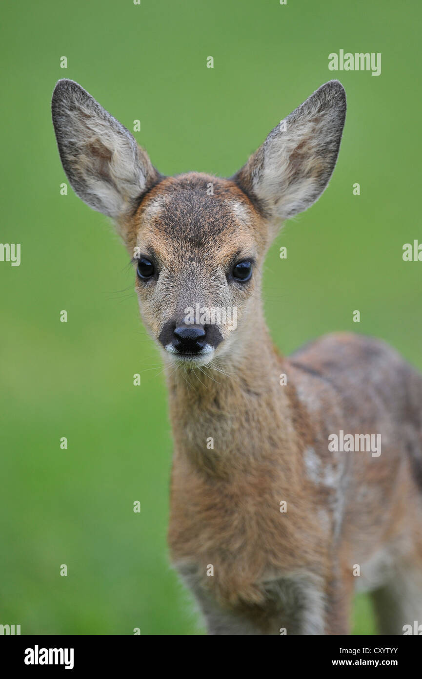 European Roe Deer (Capreolus capreolus), fawn, in an enclosure, Lower ...