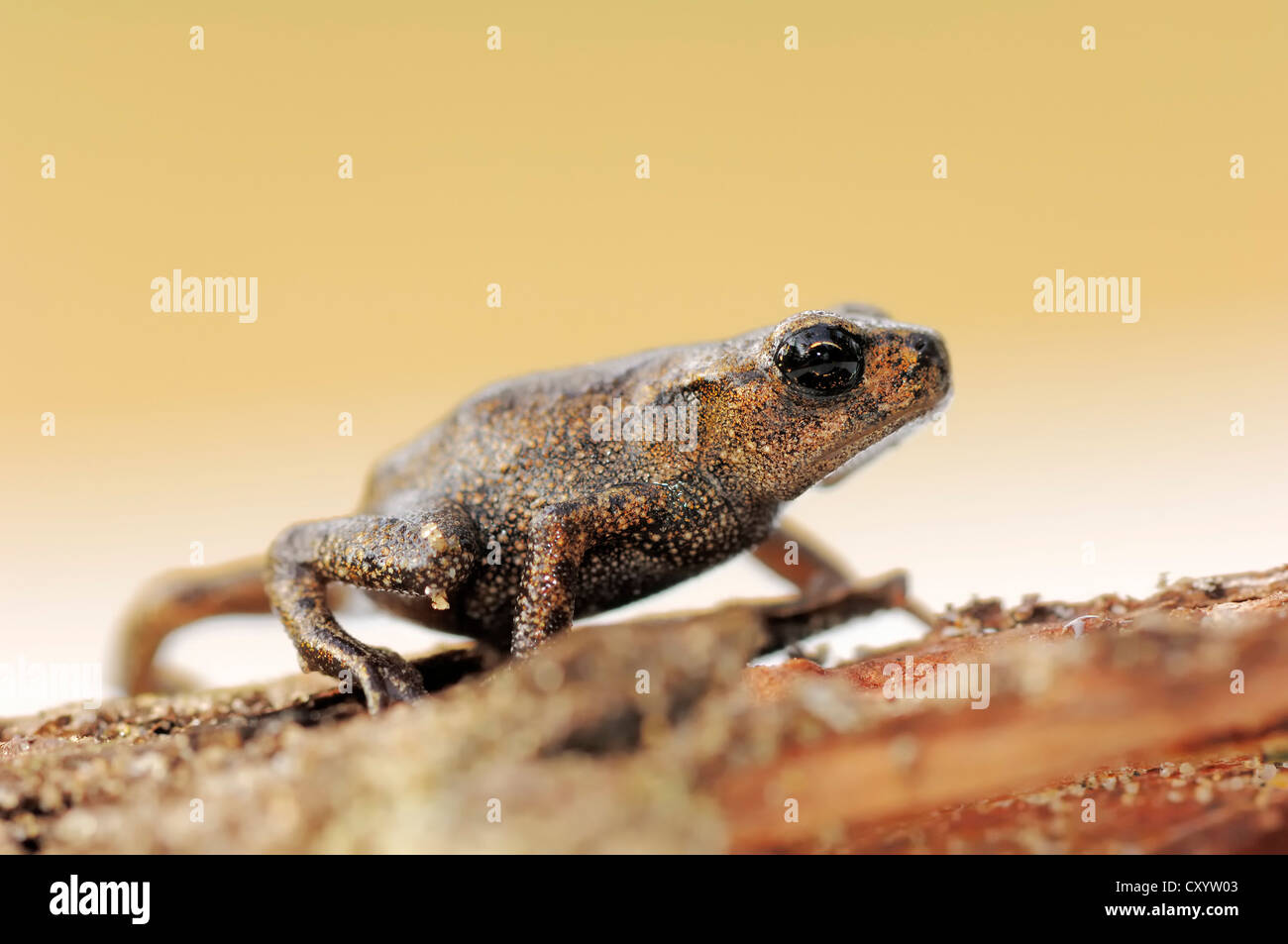 Common toad (Bufo bufo), young toad, Hoge Veluwe National Park ...