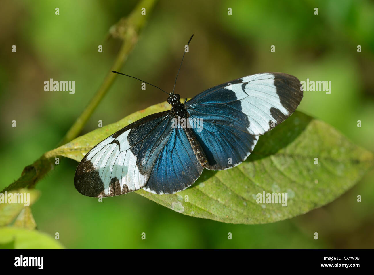 Doris Longwing or The Doris (Laparus doris), tropical butterfly, on a ...