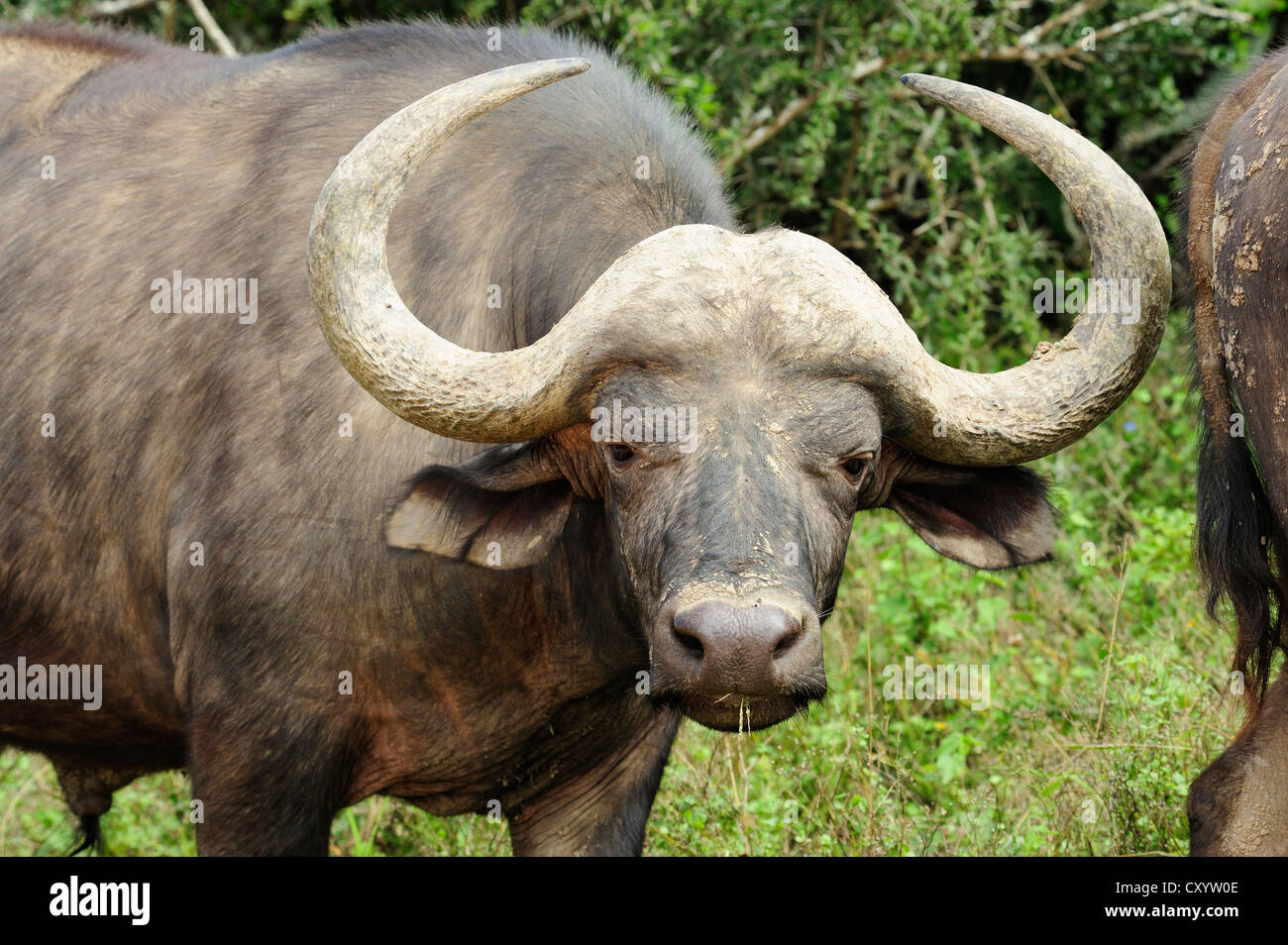 Cape buffalo bull in Addo Elephant National Park, Eastern Cape, South ...