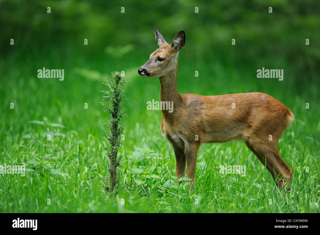 European Roe Deer (Capreolus capreolus), yearling doe, in an enclosure ...