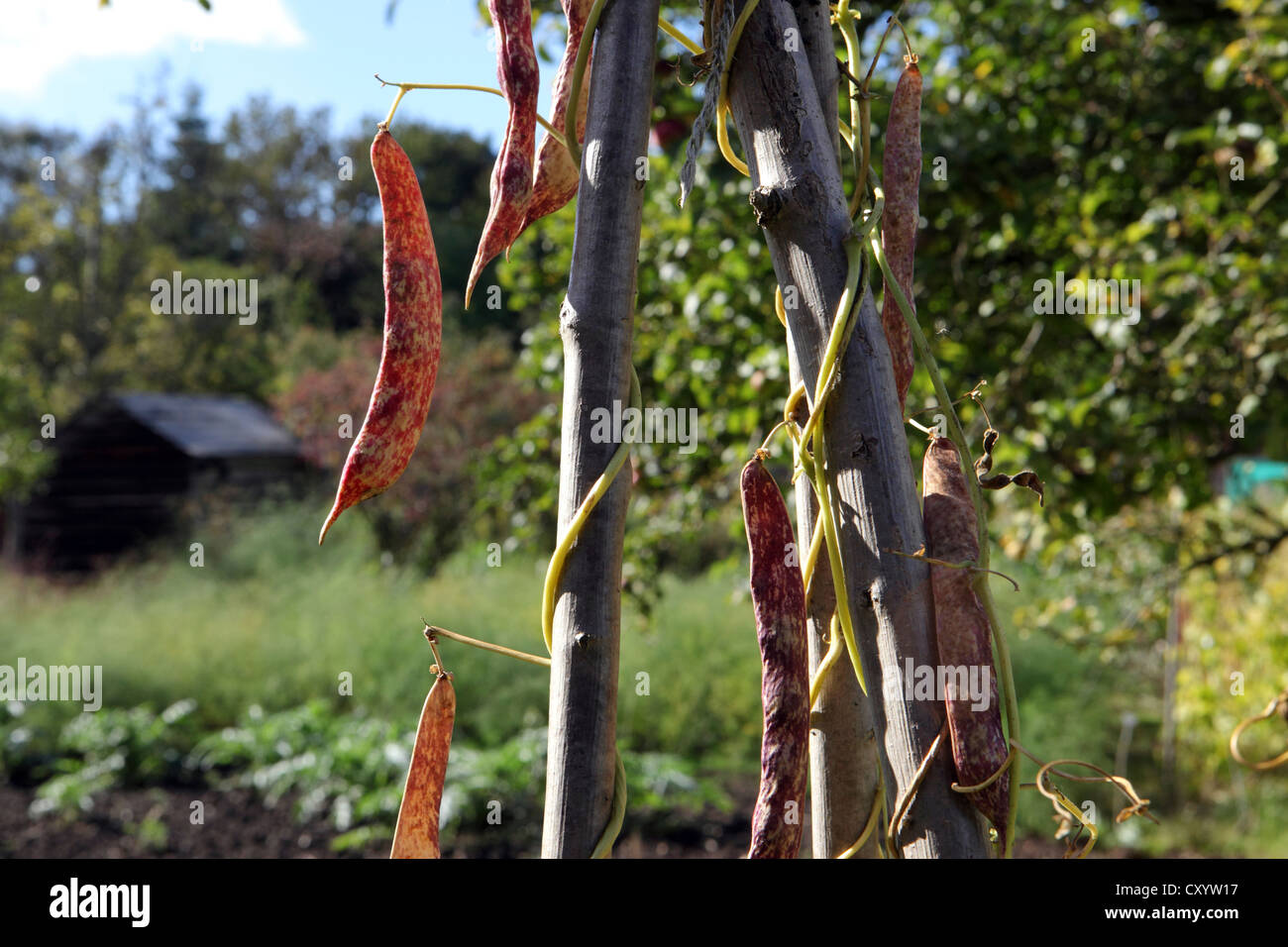 Teepee uk hi-res stock photography and images - Alamy