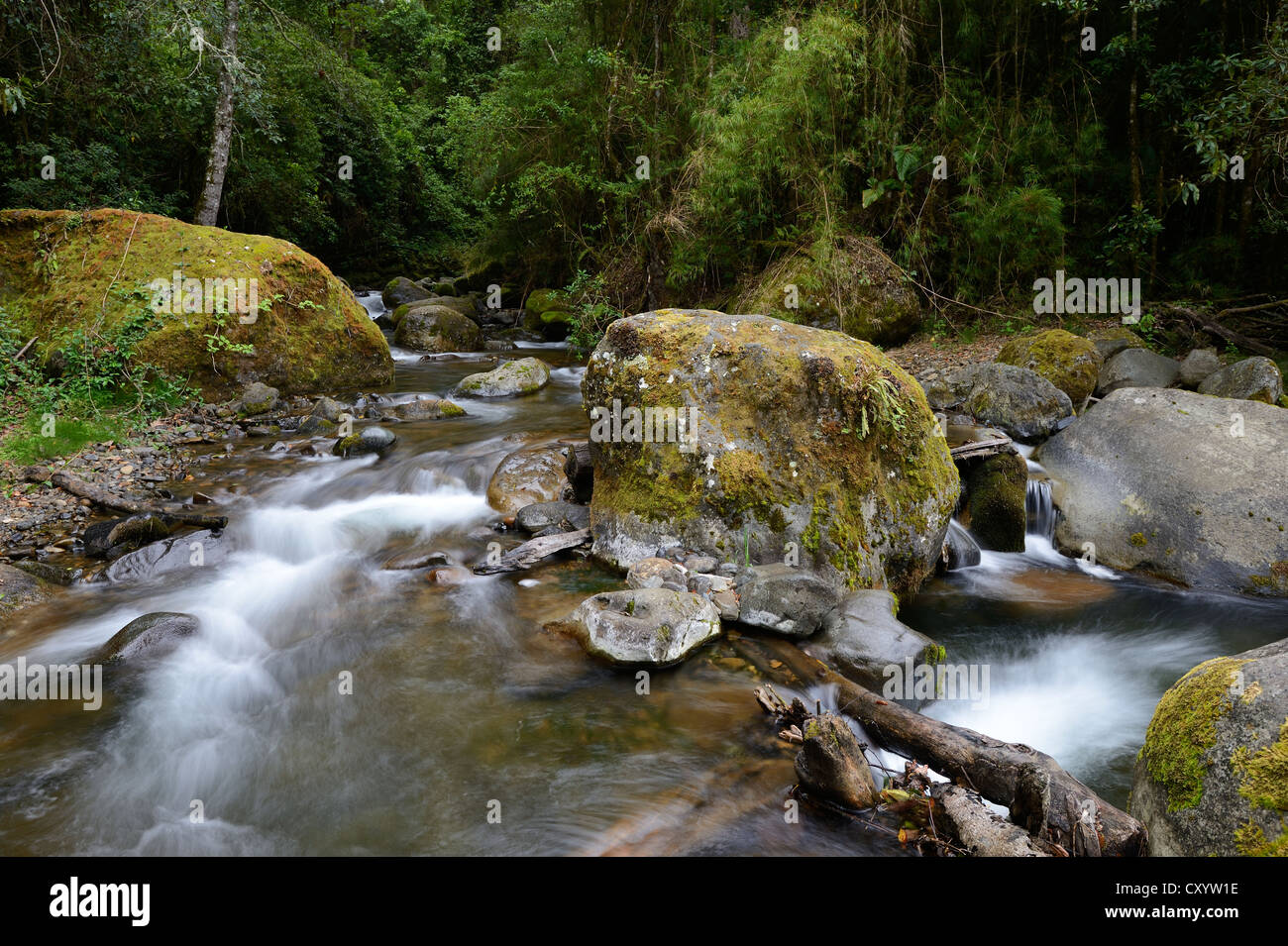 River head of the Rio Savegre river, San Gerardo de Dota, Costa Rica ...