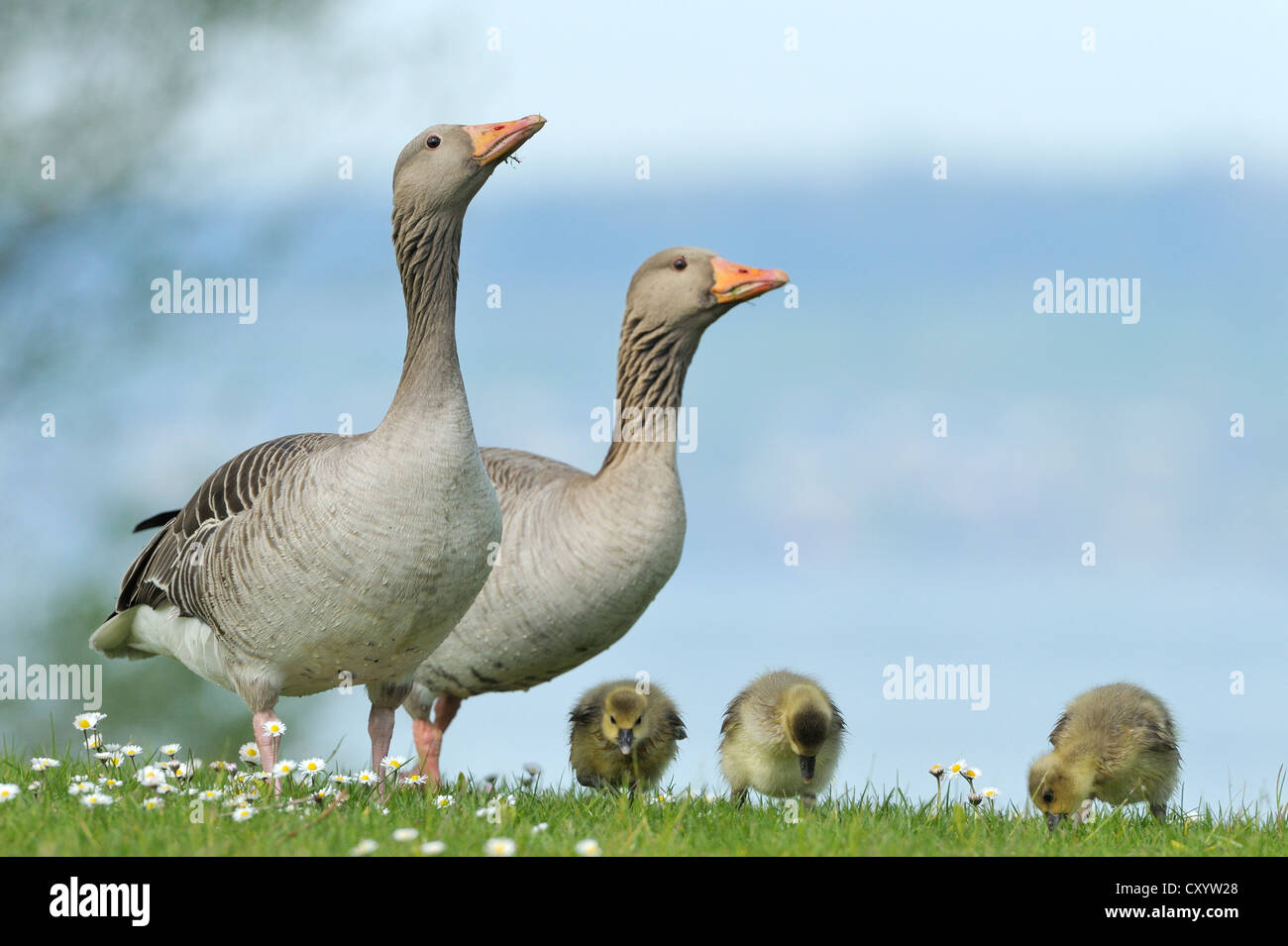 Family of geese birds hi-res stock photography and images - Alamy