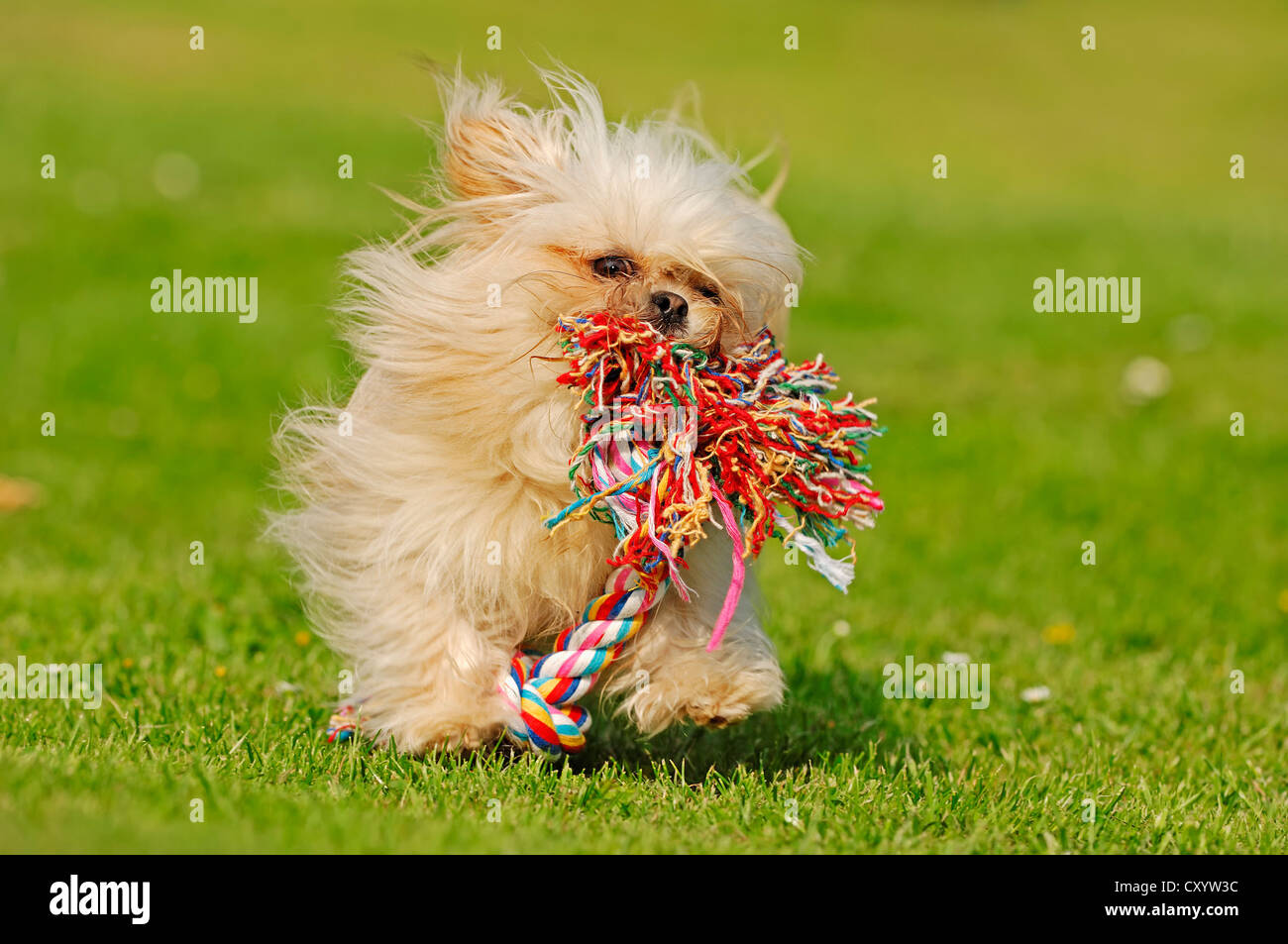Toy Mi-Ki, a rare breed of dog (Canis lupus familiaris), running ...