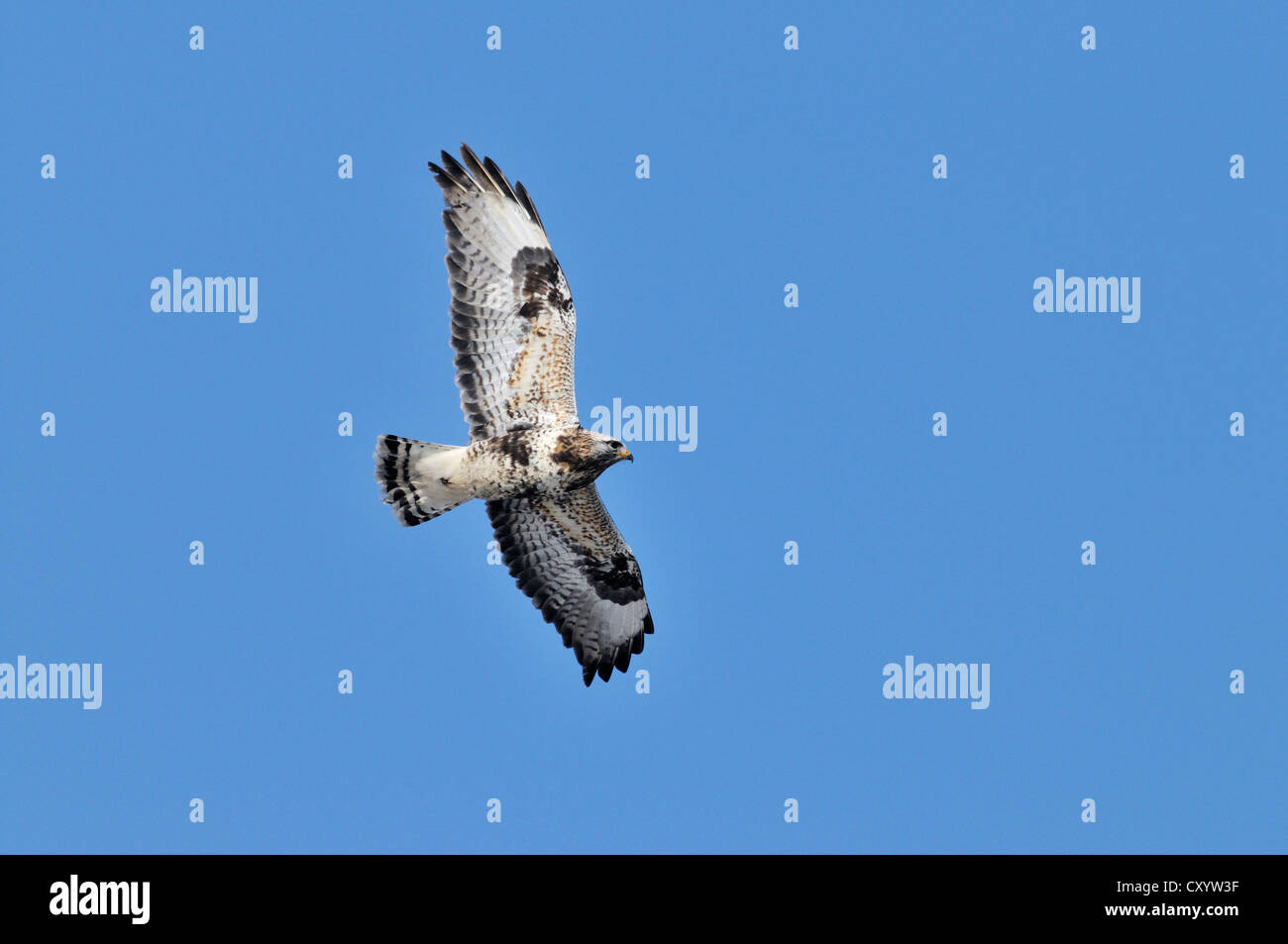 Buzzard rough legged buteo lagopus hi-res stock photography and images ...