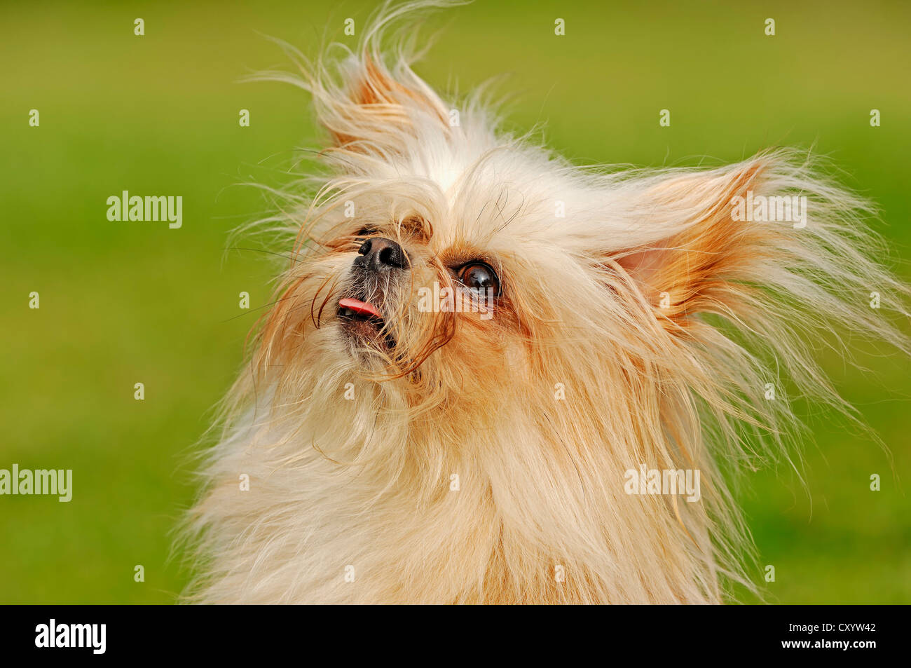 Mi Ki Dog High Resolution Stock Photography and Images - Alamy