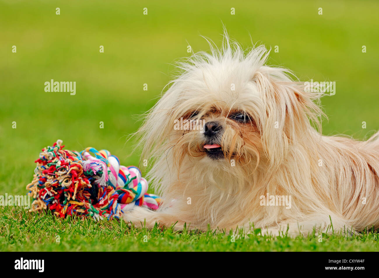 Toy Mi-Ki, a rare breed of dog (Canis lupus familiaris Stock Photo - Alamy