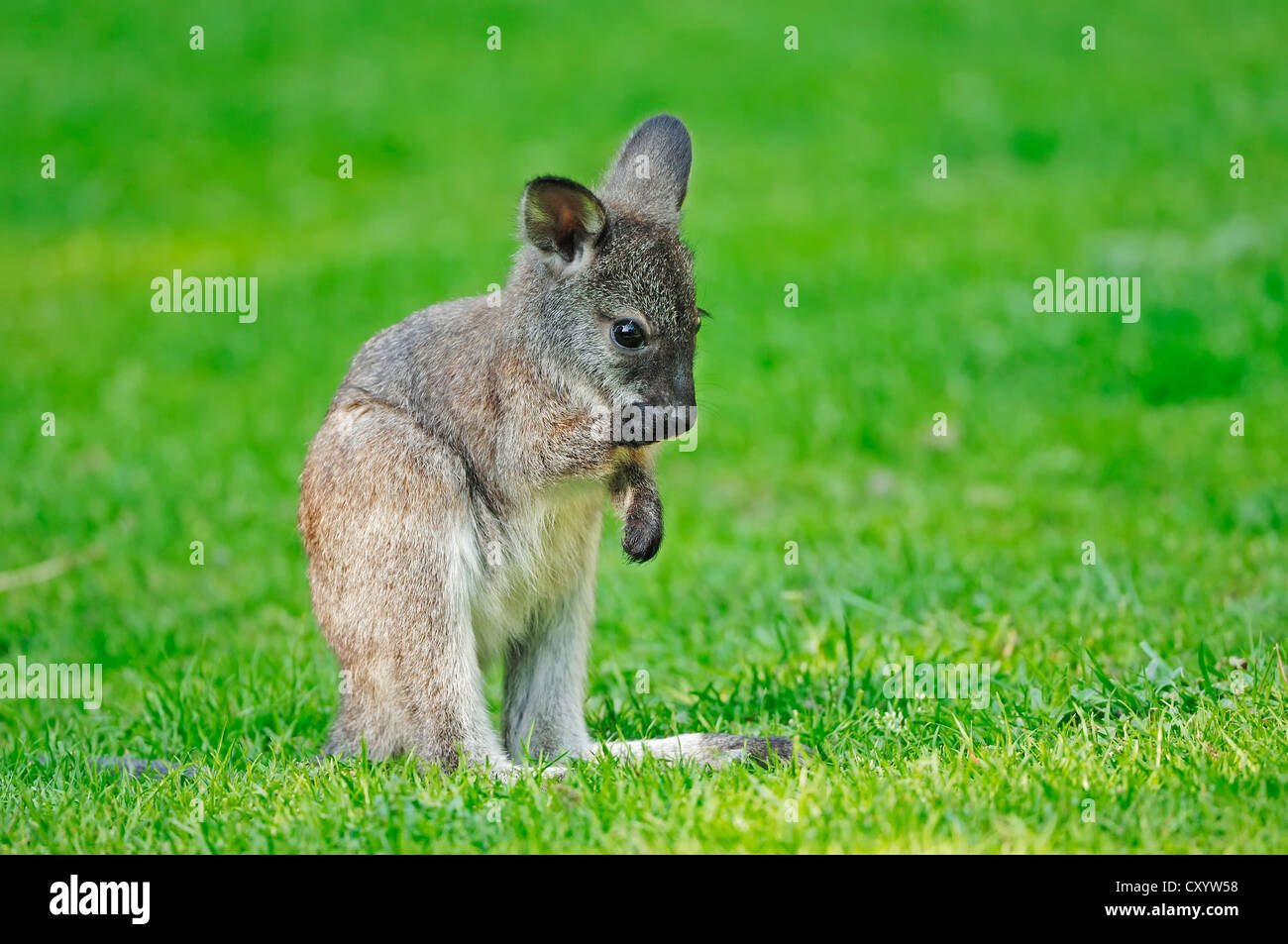 Macropus rufogriseus rufogriseus mammals mammal marsupial mammals ...