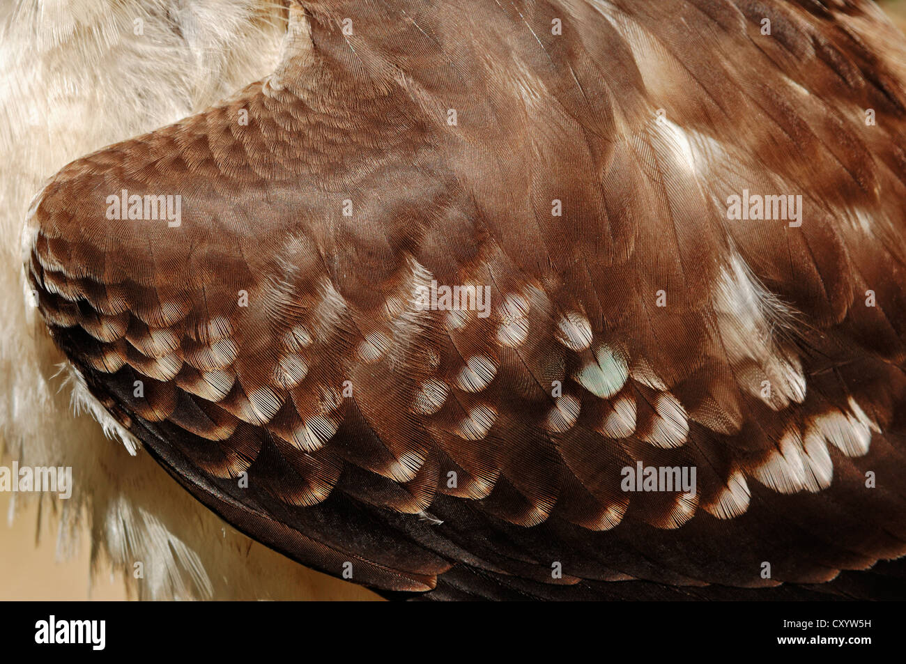 Detailed image of kingfisher hi-res stock photography and images - Alamy