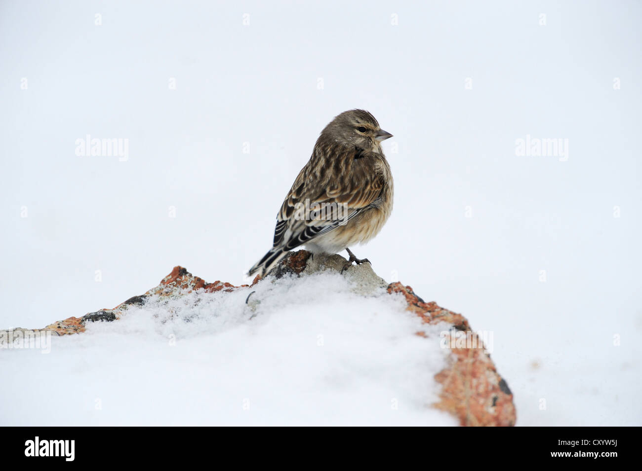 Female linnet bird hi-res stock photography and images - Alamy