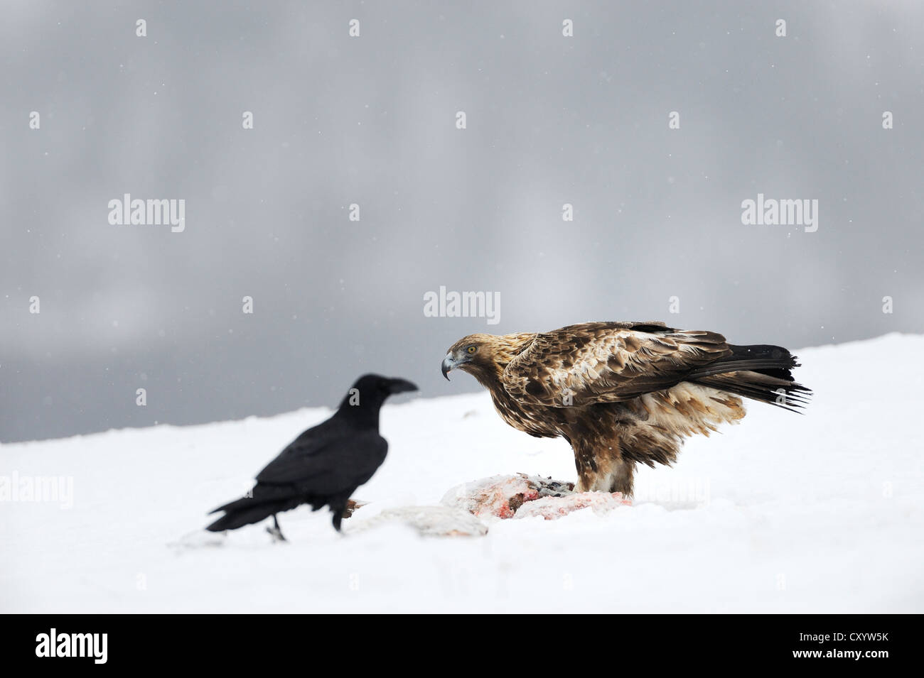 Raven and eagle hi-res stock photography and images - Alamy