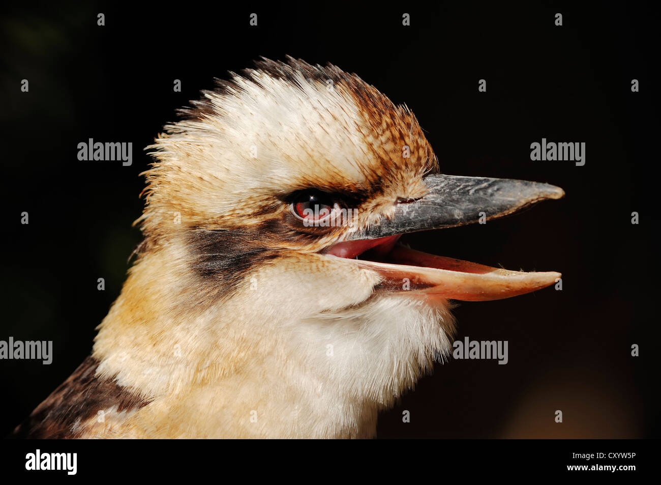 Dacelo novaeguineae photo hi-res stock photography and images - Alamy