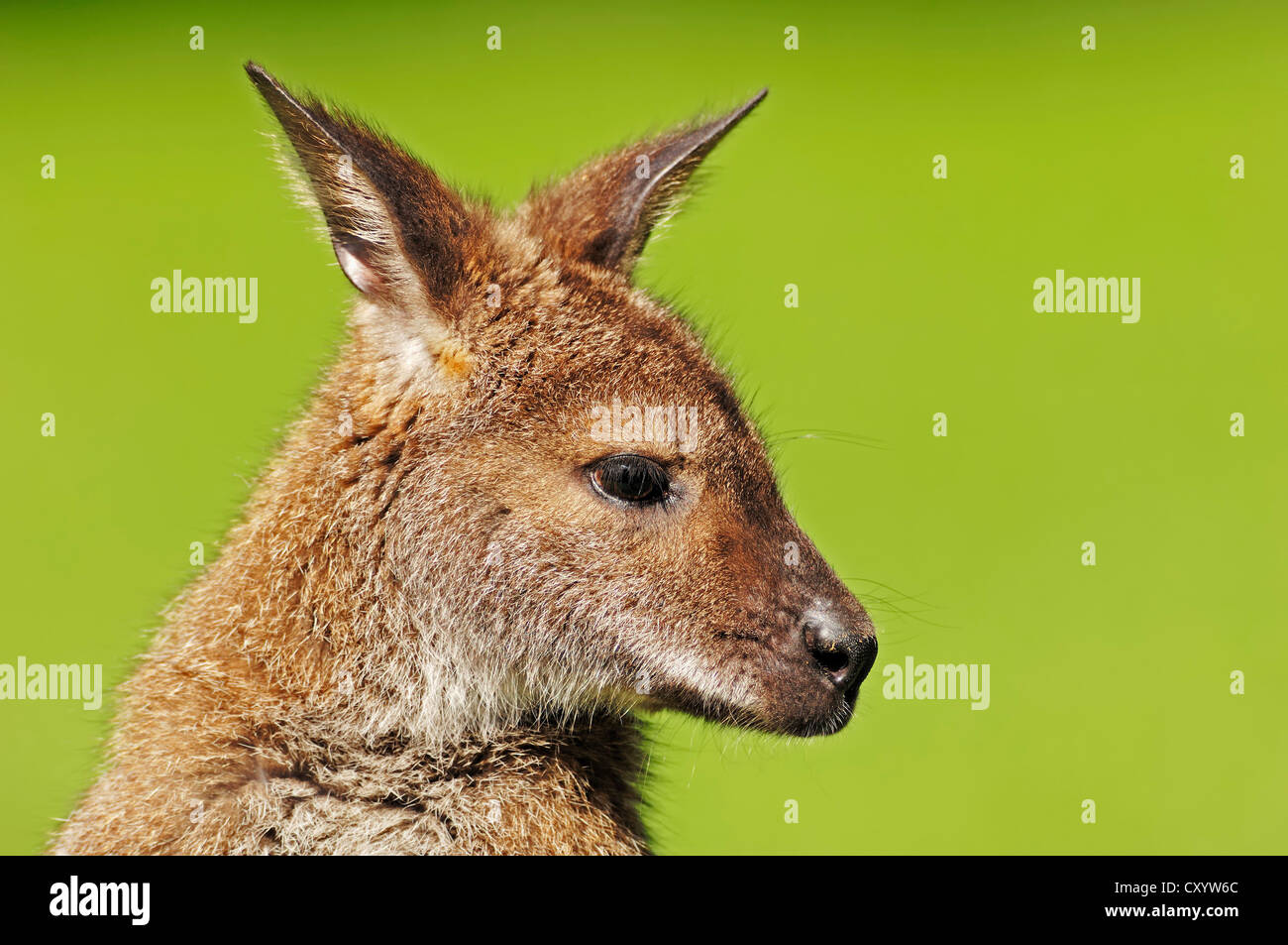 Macropus rufogriseus rufogriseus mammals mammal marsupial mammals ...