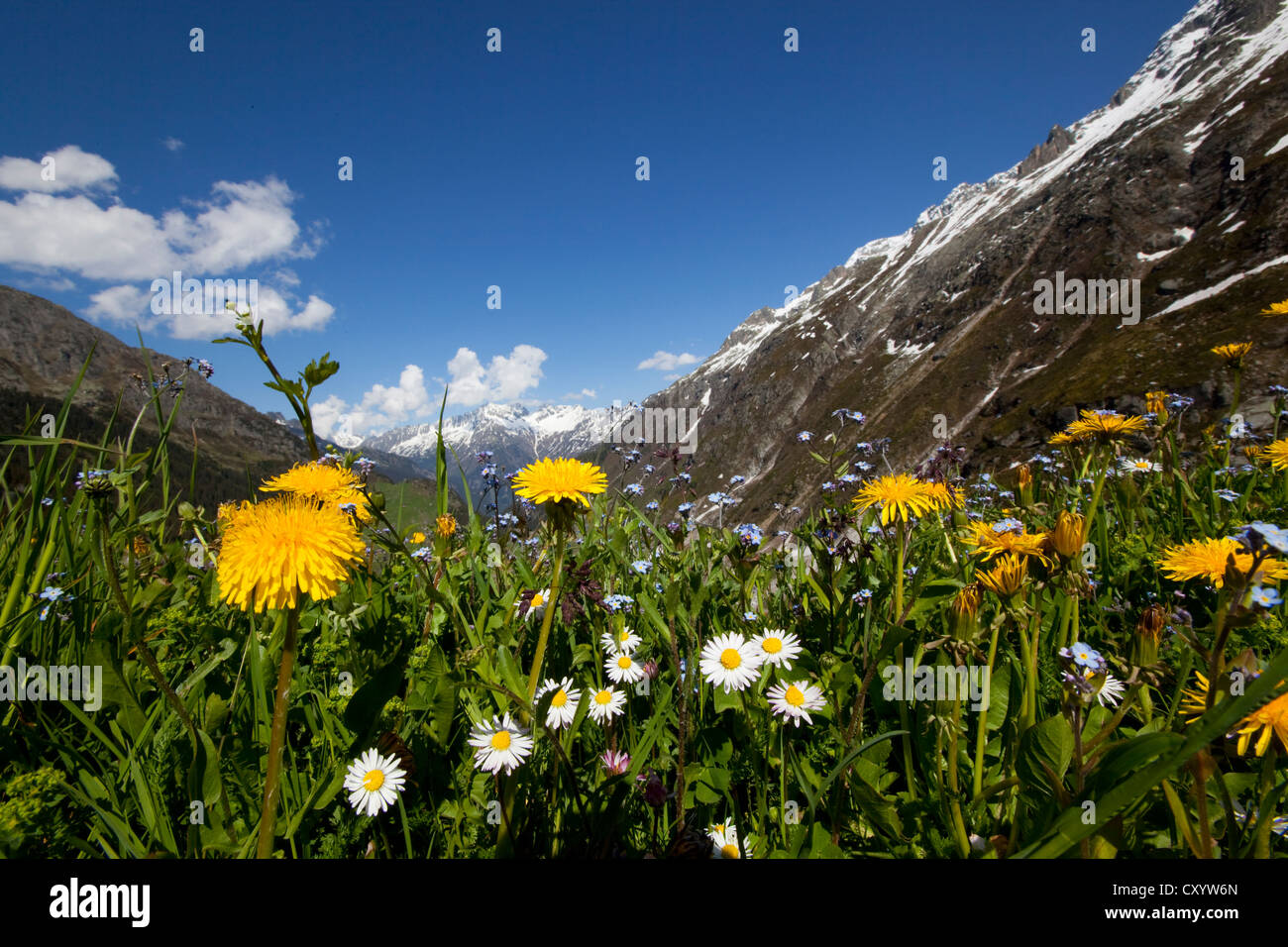 Europe meadows wildflowers plants hi-res stock photography and images ...