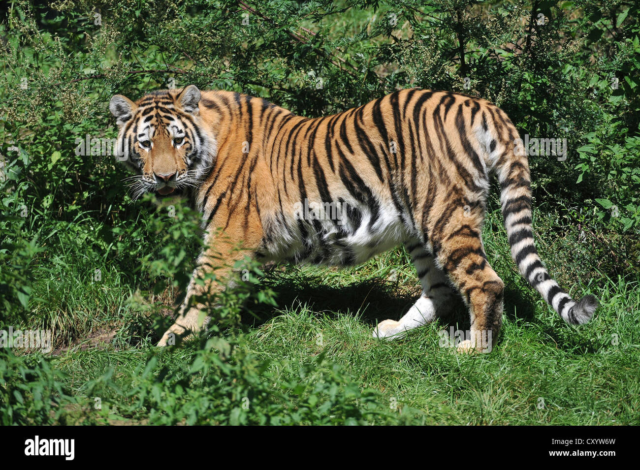 Siberian tiger, Amur tiger (Panthera tigris altaica), zoo, Lower Saxony ...