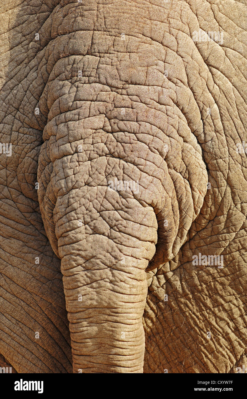 Elephant tails hi-res stock photography and images - Alamy