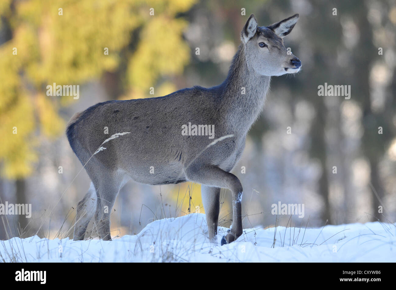 Red deer in winter forest hi-res stock photography and images - Alamy