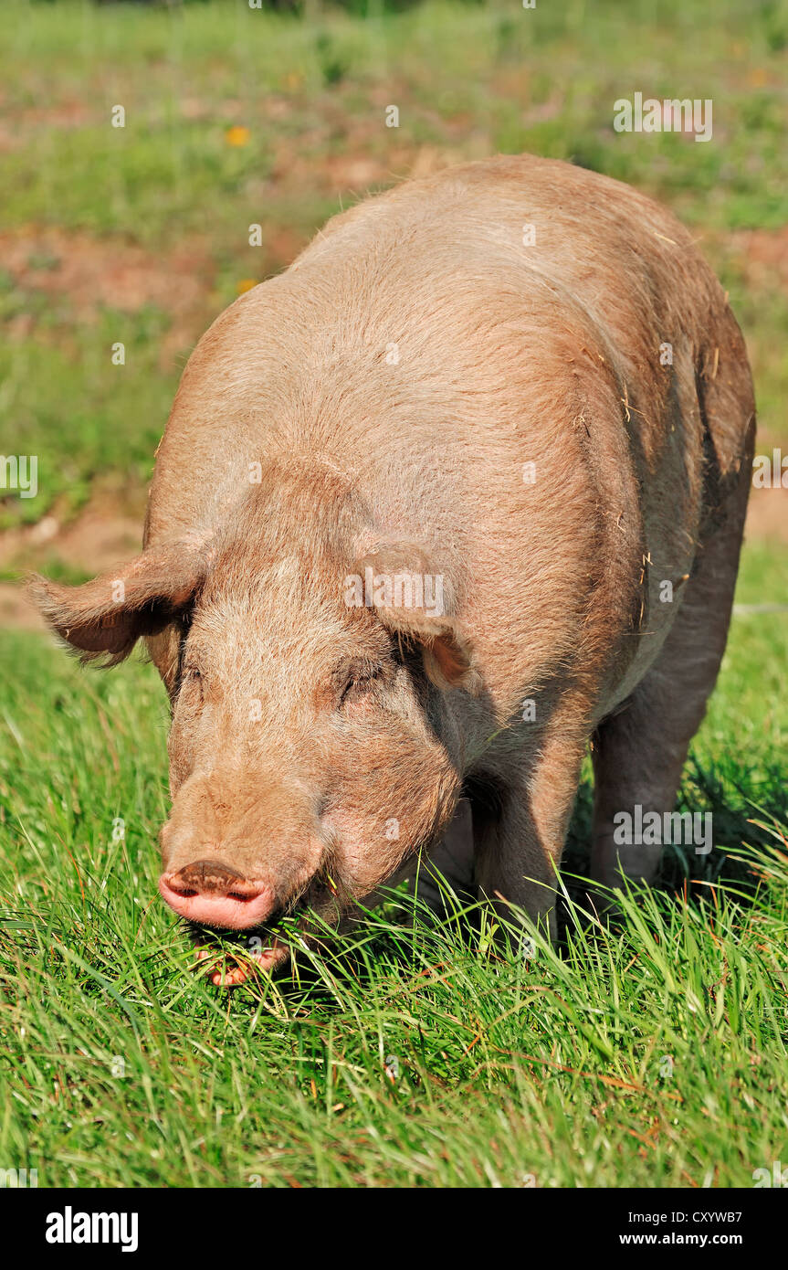 Domestic pig (Sus scrofa domestica), free-range, Schleswig-Holstein ...