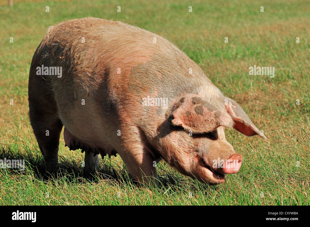 Domestic pig (Sus scrofa domestica), free-range, Schleswig-Holstein ...