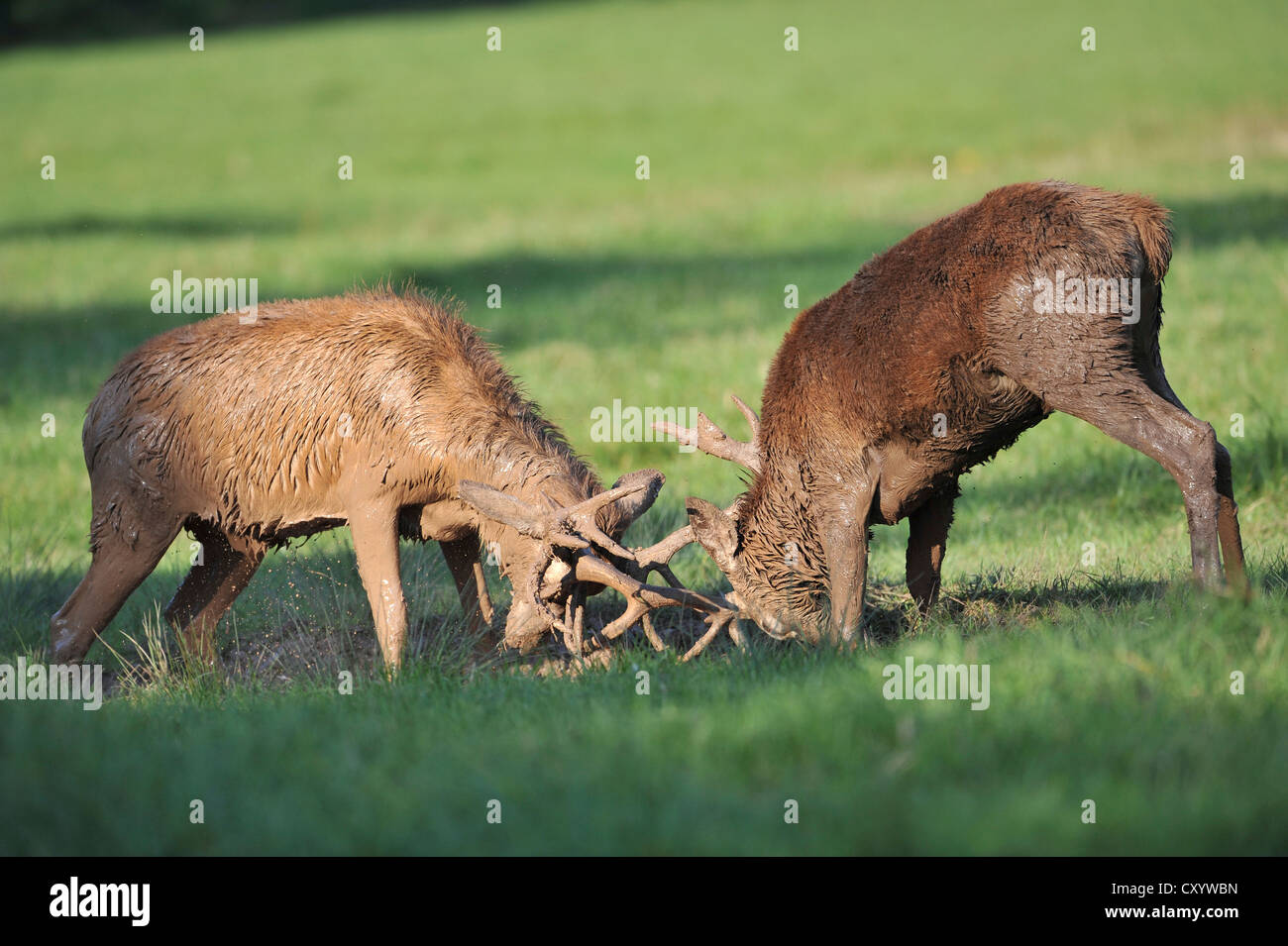 Red deer (Cervus elaphus), young stags fighting in the wallow, state ...