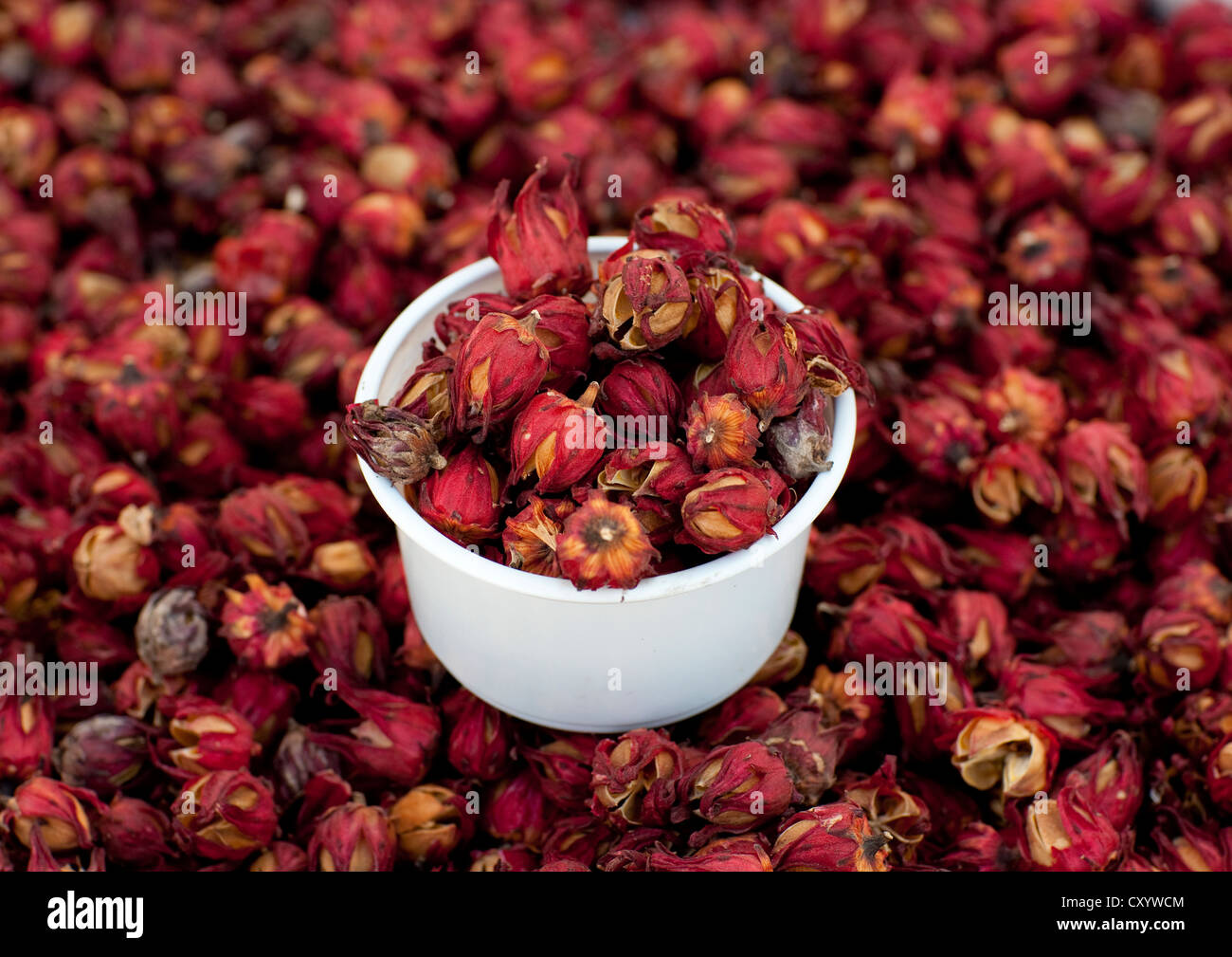 Sina peninsula hi-res stock photography and images - Alamy