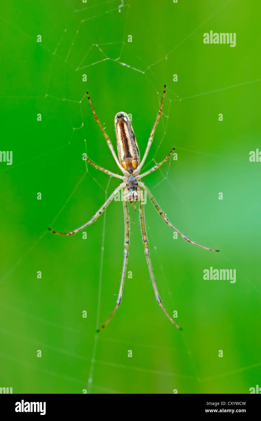 Extensor spider hi-res stock photography and images - Alamy